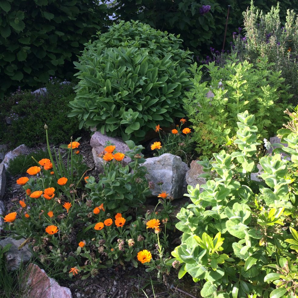 Les plantes à faire pousser dans son jardin ou sur sa terrasse - Saine ...